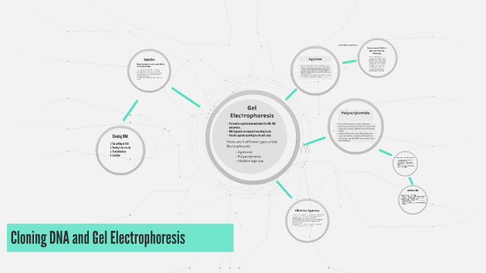 Cloning DNA and Gel Electrophoresis by Justin Nguyen on Prezi
