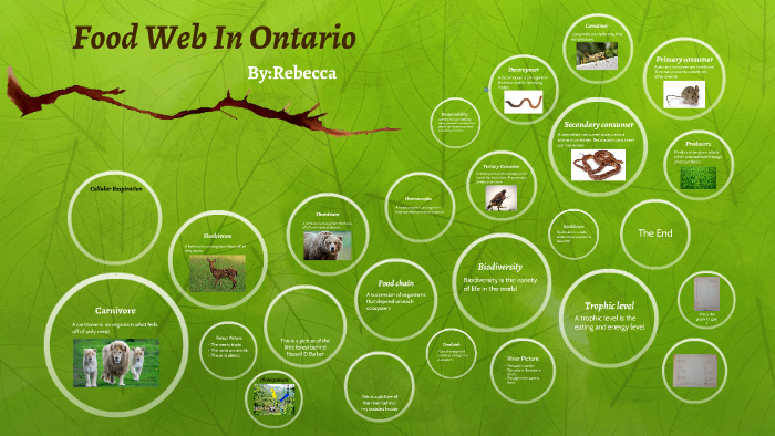 Food Web In Ontario by Rebecca Le on Prezi