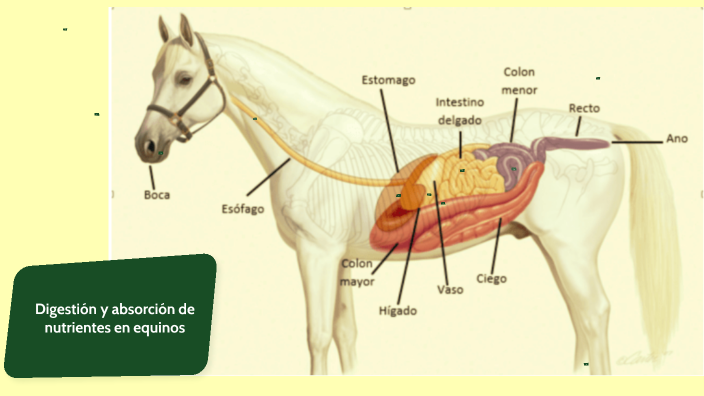 Digestión y absorción de nutrientes en equinos by valeria cavero on Prezi