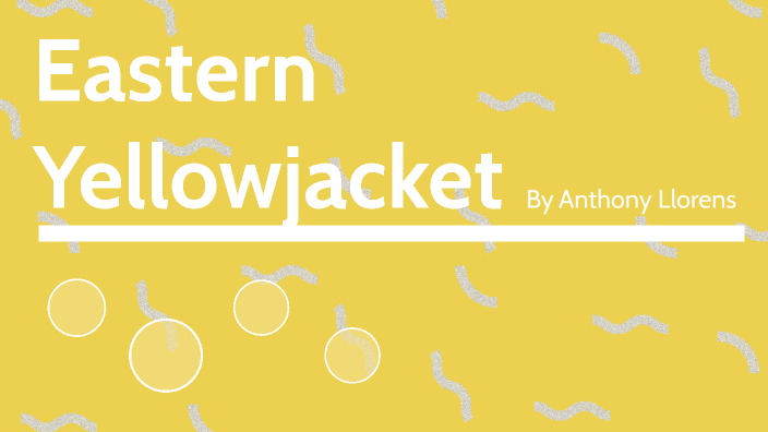 ENT 001 A01: Eastern Yellowjacket (Vespula maculifrons) by Anthony ...