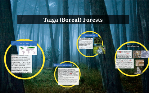 Taiga (Boreal) Forests by Lydia Fung on Prezi