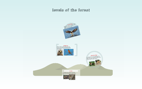 levels of the forest by Ethan M on Prezi