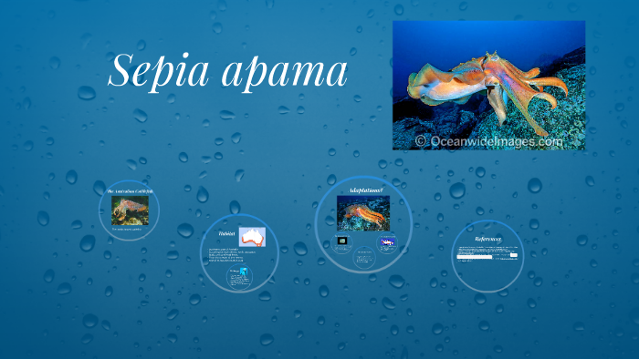 Sepia apama by Kortney Valencia on Prezi