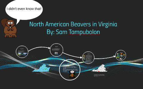 North American Beaver in Virginia by Ms MacGhee on Prezi