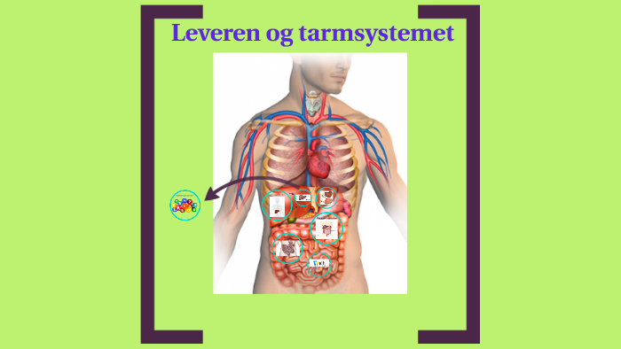Leveren og tarmsystemet by Maria Depping on Prezi