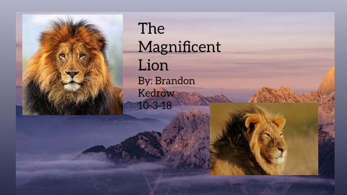 The Magnificent Lion by Brandon Kedrow by Brandon Kedrow on Prezi