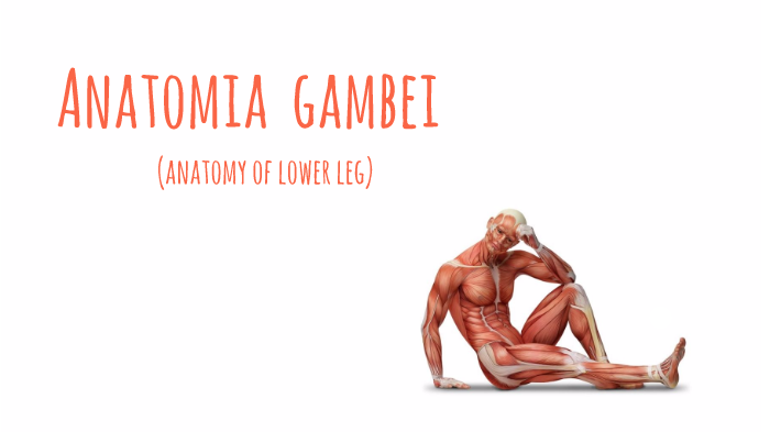 Anatomia gambei by Timea Virag on Prezi