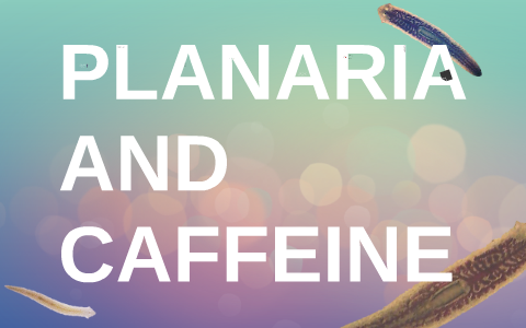 Planarians by Joshua Magpantay on Prezi