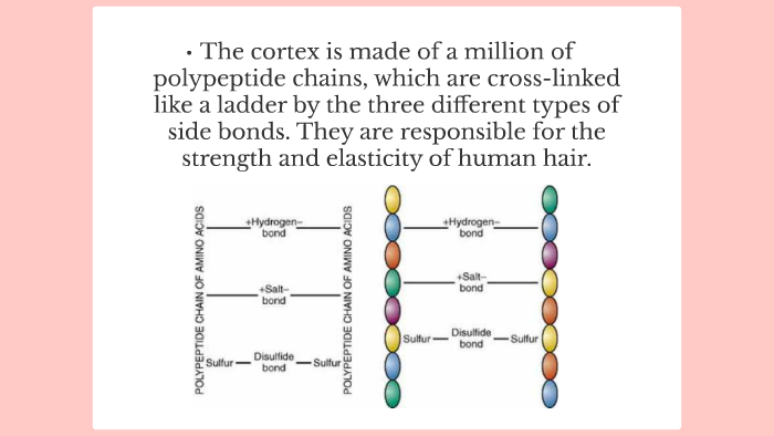 side bonds of the cortex by Yemirel Garduno on Prezi