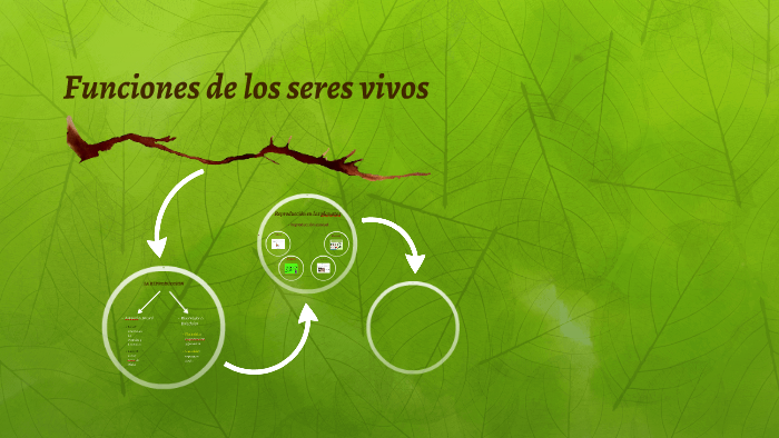 LA REPRODUCCIÓN by Alex Zuech on Prezi