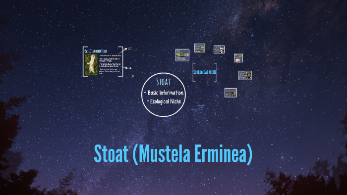 Stoat Ecological Niche by on Prezi