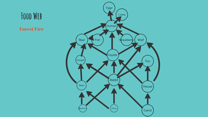 Environmental Science Food Web by Michael Conte on Prezi