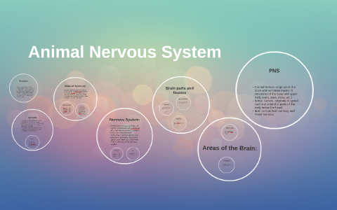 Animal Nervous System by Breanna Nacio on Prezi