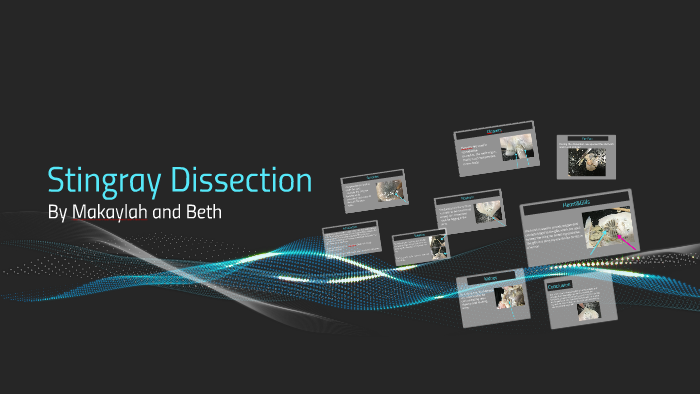 Stingray Dissection by Beth Paul on Prezi