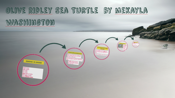 Olive Ridley Sea Turtle by on Prezi