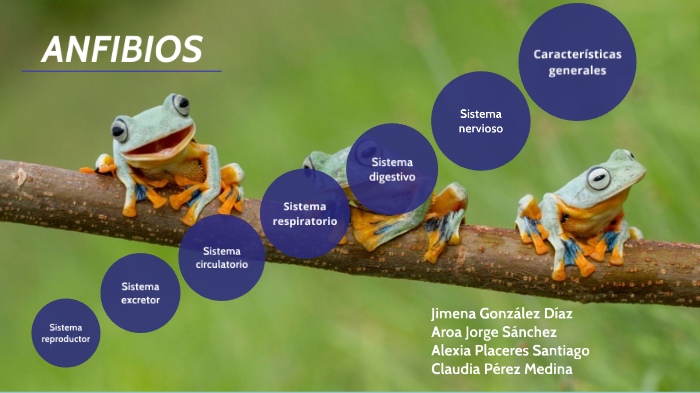 Anfibios by alex placeres on Prezi