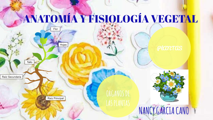 ANATOMÍA Y FISIOLOGÍA VEGETAL by Nancy Garcia Cano on Prezi