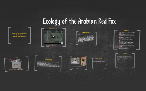 Ecology of the Arabian Red Fox by Larissa Hooker on Prezi