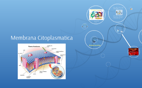 Membrana Citoplasmatica by Lucero Rigby on Prezi