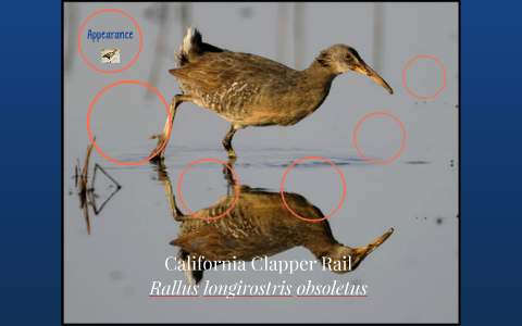 California Clapper Rail by Hello Kitty on Prezi
