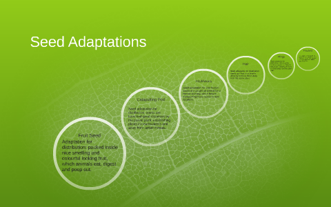 Seed Adaptations by J D on Prezi