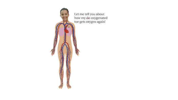 Circulatory System! by Andrea Cheon on Prezi