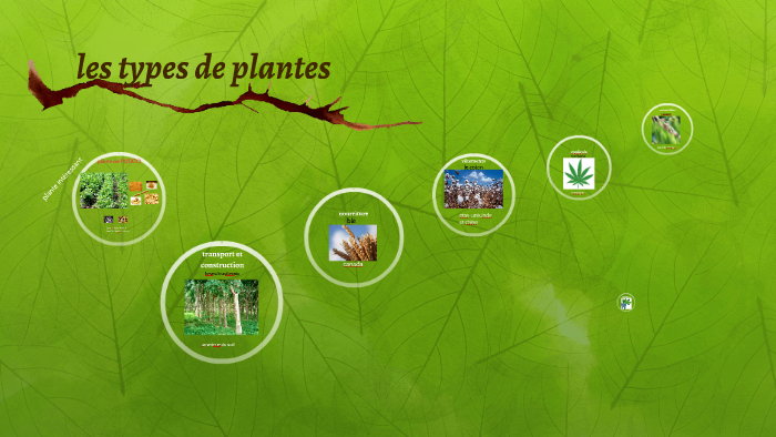 les types de plantes by matthew durette on Prezi