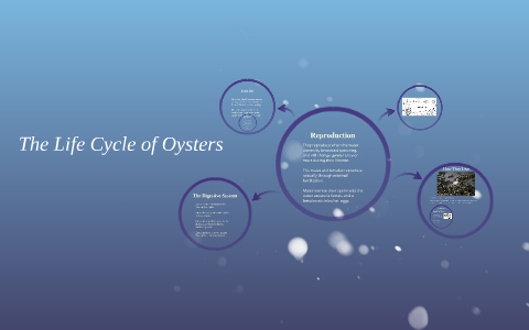 The Life Cycle of Oysters by Alyssa Juzwa on Prezi