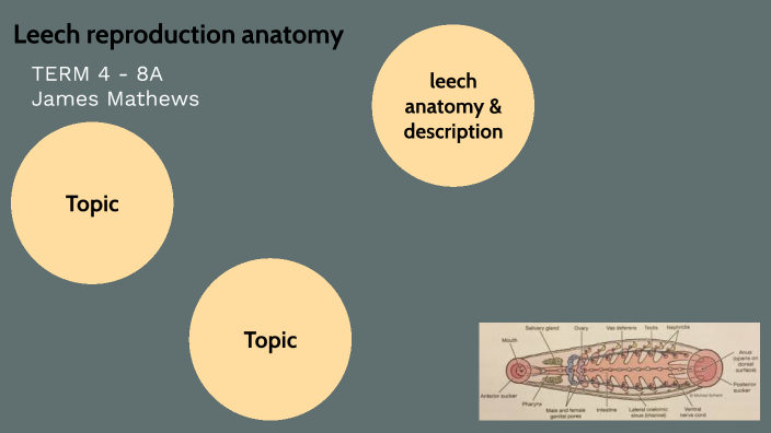 Leech reproduction anatomy by james mathews on Prezi