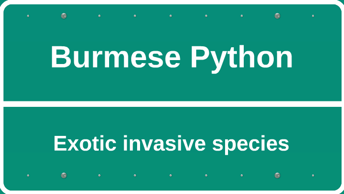 Burmese Python by bernice petit on Prezi