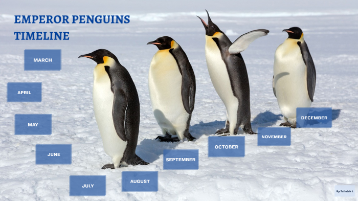 Emperor Penguins Timeline by Tallulah L. on Prezi