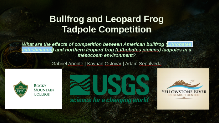 Bullfrog and Leopard Frog Tadpole Competition by Liminality . on Prezi