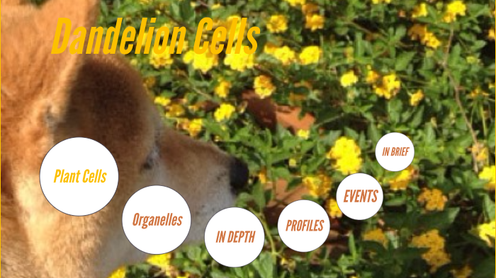 Dandelion Cells by Abby Allissia on Prezi