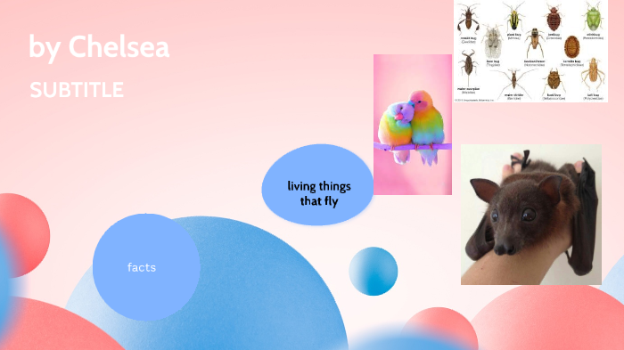 living things that fly by chelseann turner on Prezi