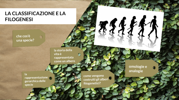 la classificazione e la filogenesi by milena mignogna on Prezi