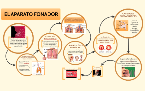EL APARATO FONADOR by Lucia Riascos on Prezi