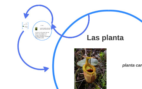Las plantas by alan Hache villalba murillo on Prezi