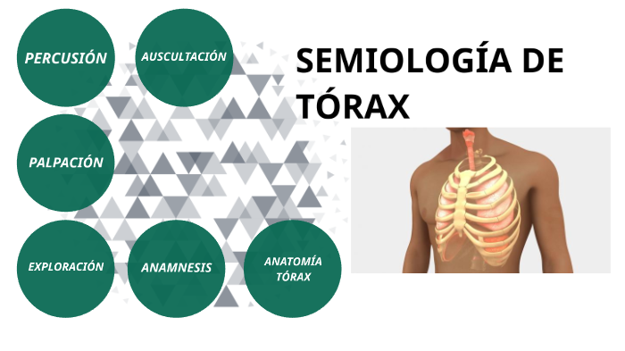 TORAX by laura mariana sierra burgos on Prezi