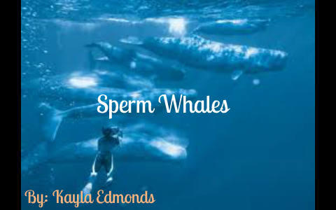 Sperm Whale By:Kayla Edmonds by EmKenKay CrookTimEd on Prezi