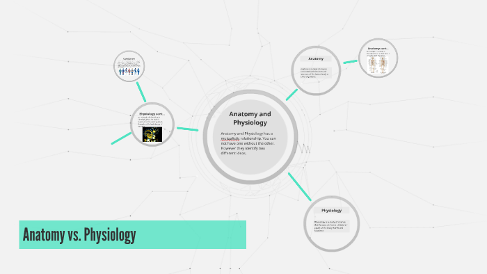Anatomy Vs Physiology By Kathleen H On Prezi