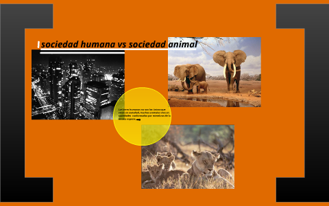 sociedad humana vs sociedad animal by jair chun torres on Prezi