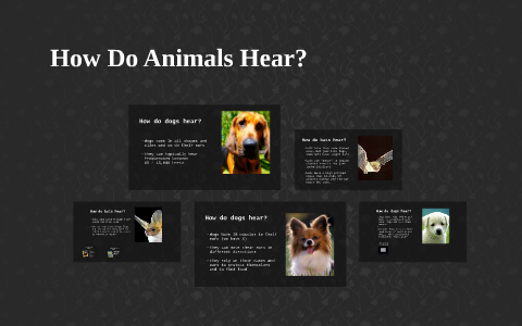 How Do Animals Hear? by Barb Tienkamp on Prezi