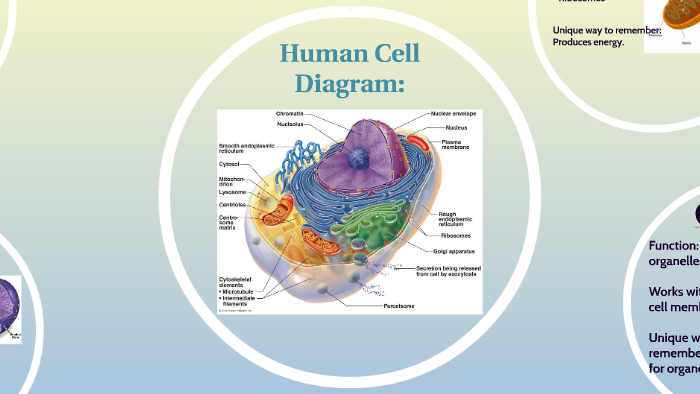 Anatomy Cell Organelle Project by on Prezi