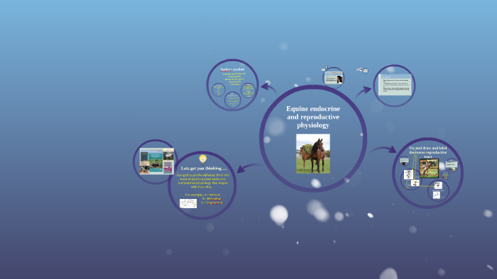 Equine endocrine and reproductive physiology by Emma Cross