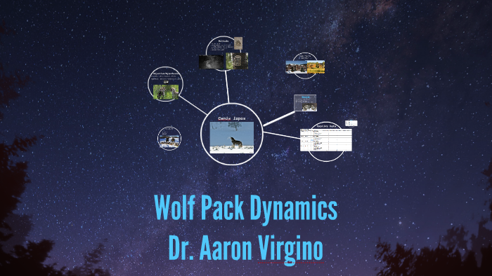 Wolf Pack Dynamics by Aaron Virgino on Prezi