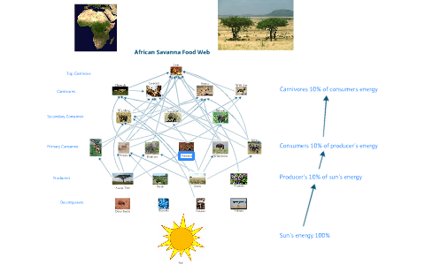 African Savanna Food Web by alex c on Prezi