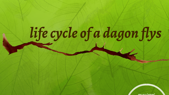 wolf life cycle by Sonya Ferro on Prezi