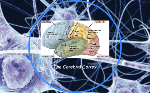 The Cerebral Cortex by Stephanie Taylor