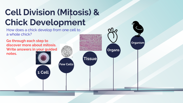 Cell Division (Mitosis) & Chick Development by Kelly Gilbertson on Prezi