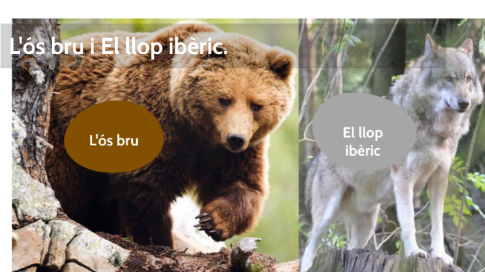 L'ós bru i El llop ibèric(Anghelo i Toshiro) by Toshiro Alexander Galán ...